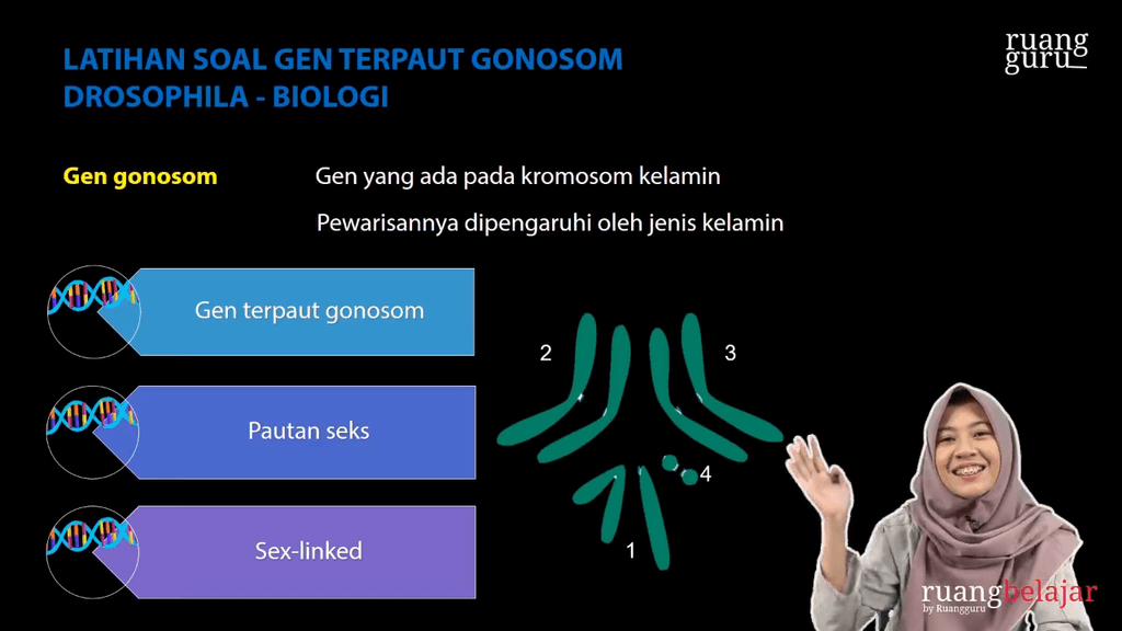 Video belajar Latihan Soal Gen Terpaut Gonosom Drosophila Biologi untuk ...