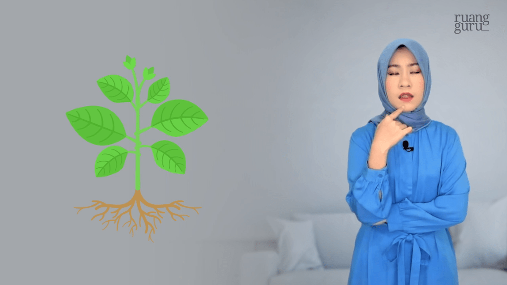 Video belajar Gerak Endonom dan Higroskopis pada Tumbuhan Biologi untuk ...