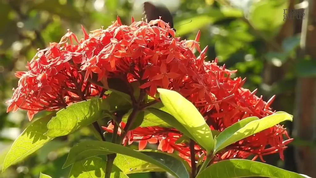 Video belajar Jaringan Sekretori Biologi untuk Kelas 11